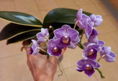 Орхидея фаленопсис Сого Вивьен варьегата