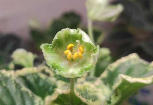 Детки фиалок новые сорта