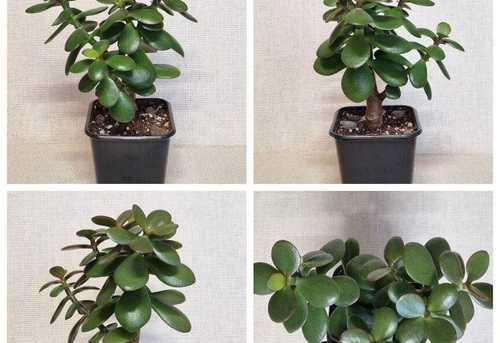 Крассула Овата - Crassula Ovata, Денежное дерево