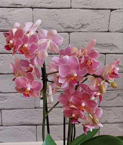 Орхидея фаленопсис "Санторини"