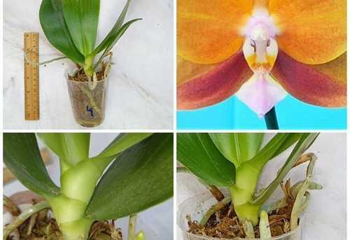 Орхидея фаленопсис Азия, не цветет, подростки
