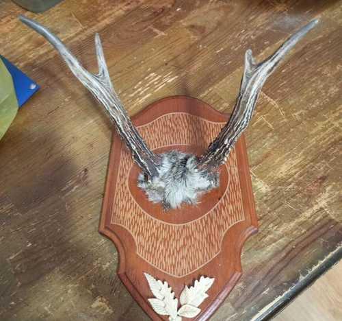Рога косули на медальоне