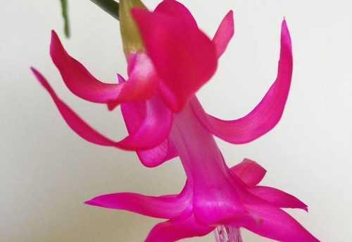Декабрист розовый (Шлюмбергера) взрослое растение