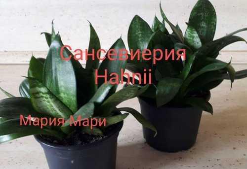 Сансевиерия Hahnii 2шт.-1000 камнатное растение