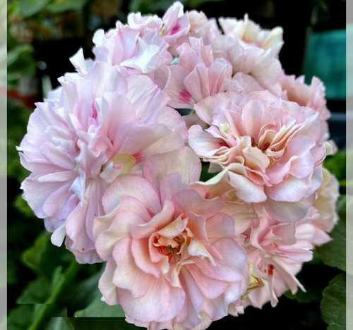 Пеларгония сим Афродита