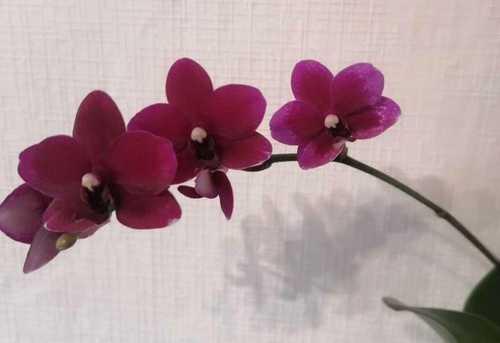 Орхидея фаленопсис Taisuco Micky Тайсуко Микки