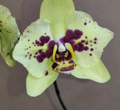Орхидея фаленопсис бабочка Пескара