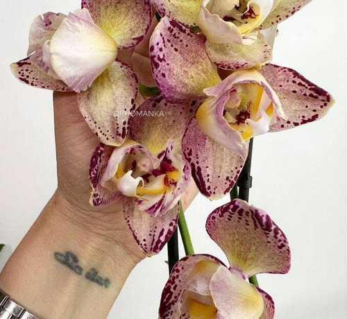 Орхидея фаленопсис Пиниф Пелор