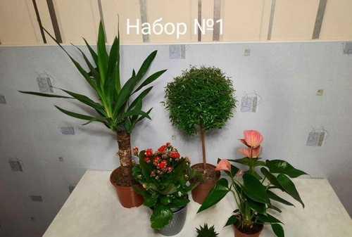 Готовые наборы комнатных растений для дома
