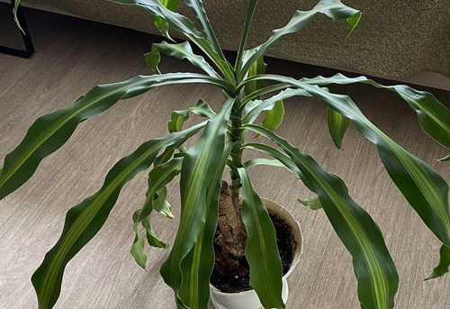 Драцена душистая (dracaena fragrans)