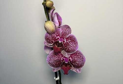 Орхидея фаленопсис ягуар