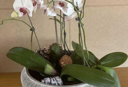 Кашпо - композиция с живыми орхидеями