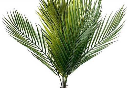 Декоративные листья пальмы