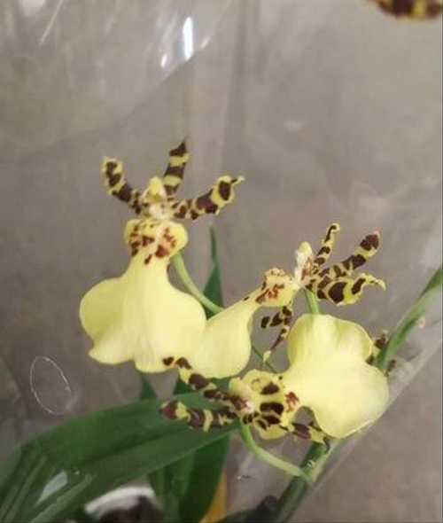 Онцидиум желтый гибрид 847 орхидея
