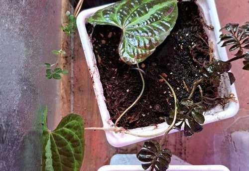 Растения для флорариума/террариума