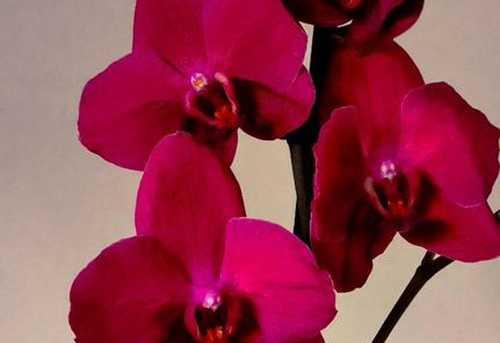 Орхидеи разные цветут