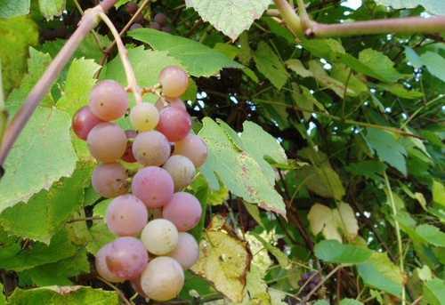 2-х летние саженцы винограда плодоносящие
