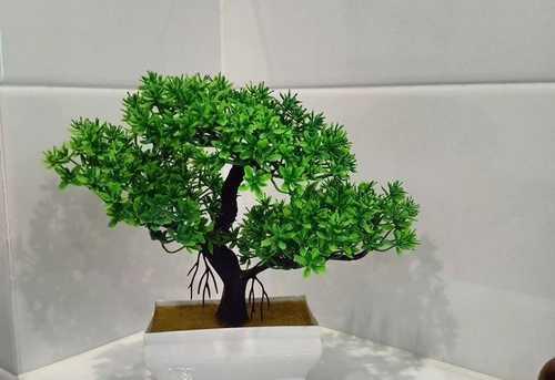 Денежное дерево бонсай