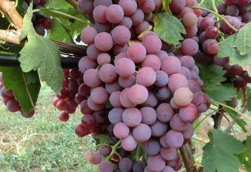 Черенки винограда разные сорта