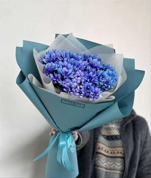 Синяя хризантема кустовая крашенная