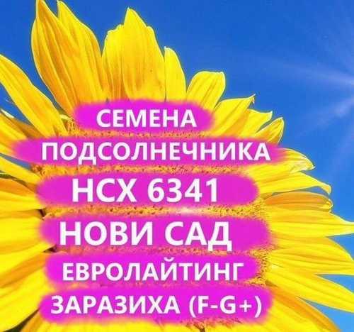 Семена подсолнечника нсх 6341 Гибрид нс, Воронеж