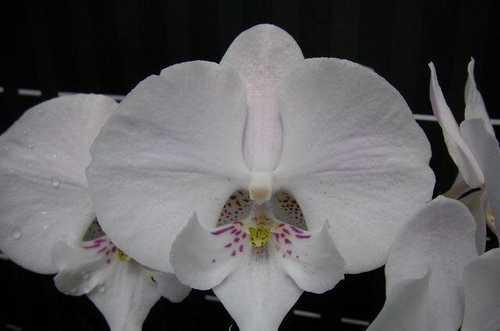 Орхидея Phal. YH0196 Princess