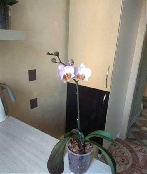 Орхидея фаленопсис Ченгду, 1 ствол