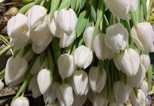 Крымские тюльпаны к 8 марта
