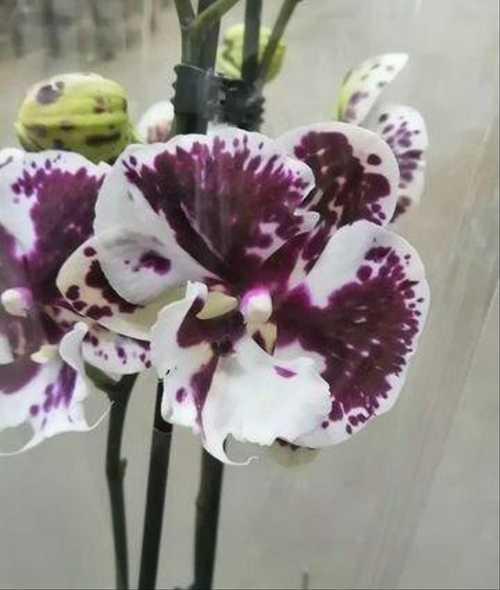 Фаленопсис Биг Лип Шоколад орхидея