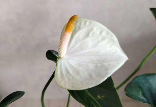 Комнатные цветы антуриум (белый)