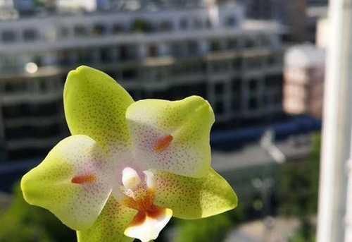 Орхидея Yaphon Green Batman
