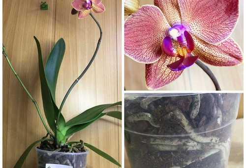Орхидея, антуриум, аглаонема, калатея, монстера