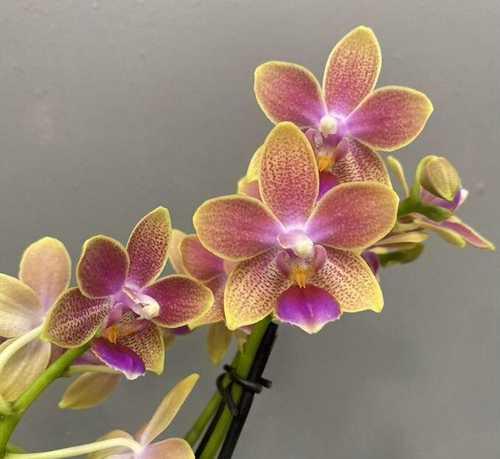 Орхидея фаленопсис morning breeze