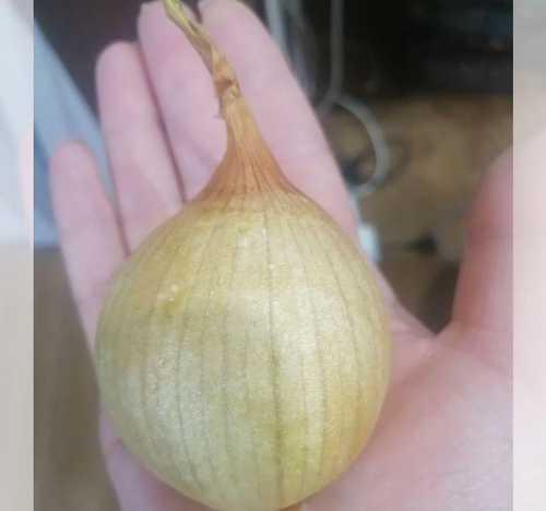 Лук семейный