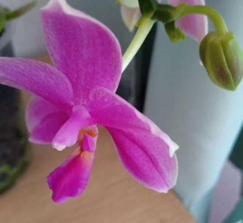Орхидея фаленопсис Виолацея Love Potion