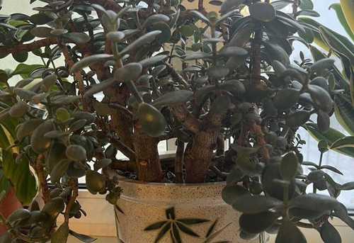Комнатное растение Толстянка (денежное дерево)