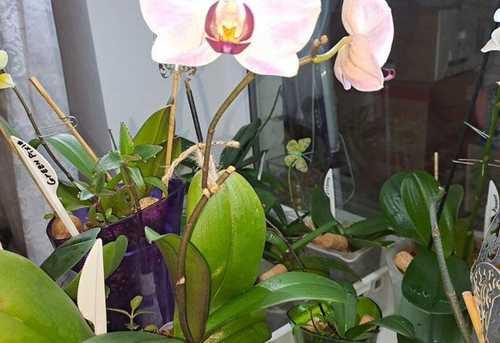 Орхидея фаленопсис Sckroppino