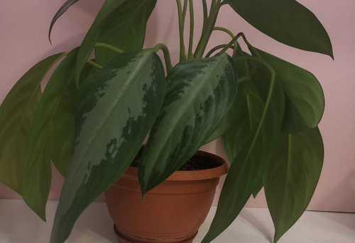 Аглаонема сильвер блю Aglaonema Silver Blue