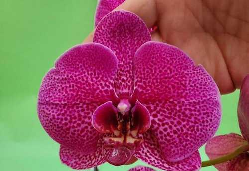 Орхидея Phal. JC99
