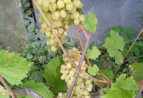 Саженцы винограда Алёшенькин, Юпитер (киш-м)