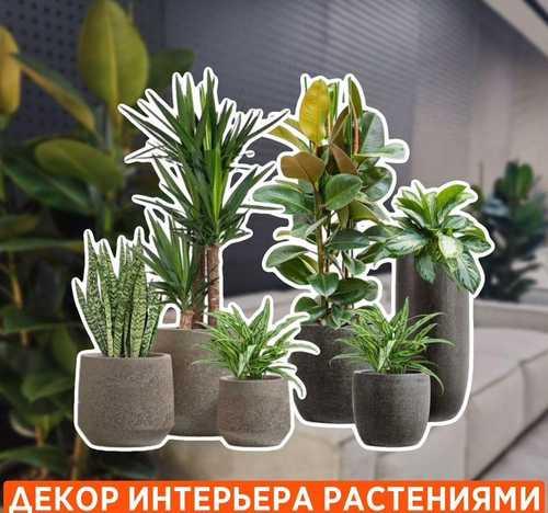 Комнатные растения цветы большие