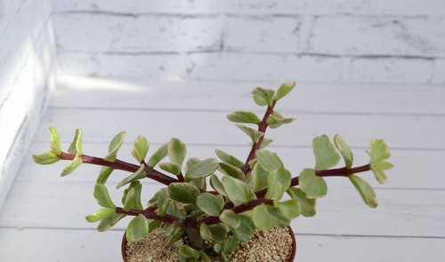 Portulacaria afra var. (Портулакария афра вариегат