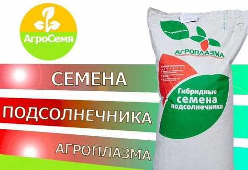 Семена подсолнечника анюта OR клп Clearfield Plus