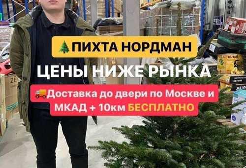 Новогодняя пихта оптом