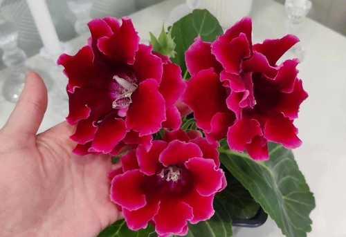 Детка глоксинии Брокада красная