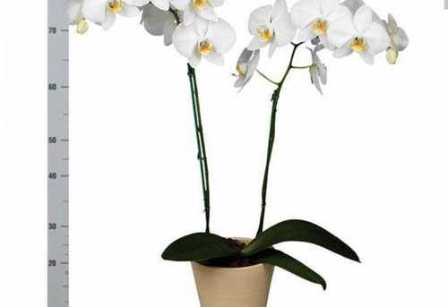 Орхидеи на реанимацию