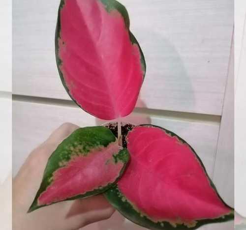 Аглаонемы