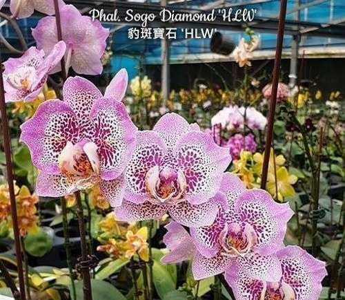 Орхидея бабочка Phal. Sogo Diamond 'HLW'
