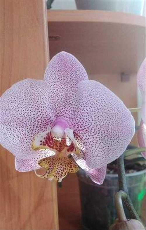 Орхидея Манхеттен