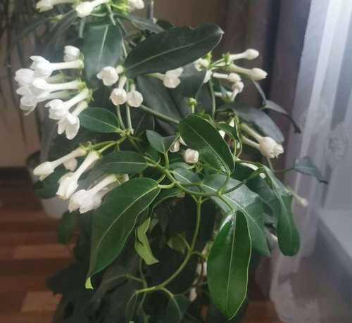 Комнатные цветы Стефанотис(мадагаскарский жасмин)